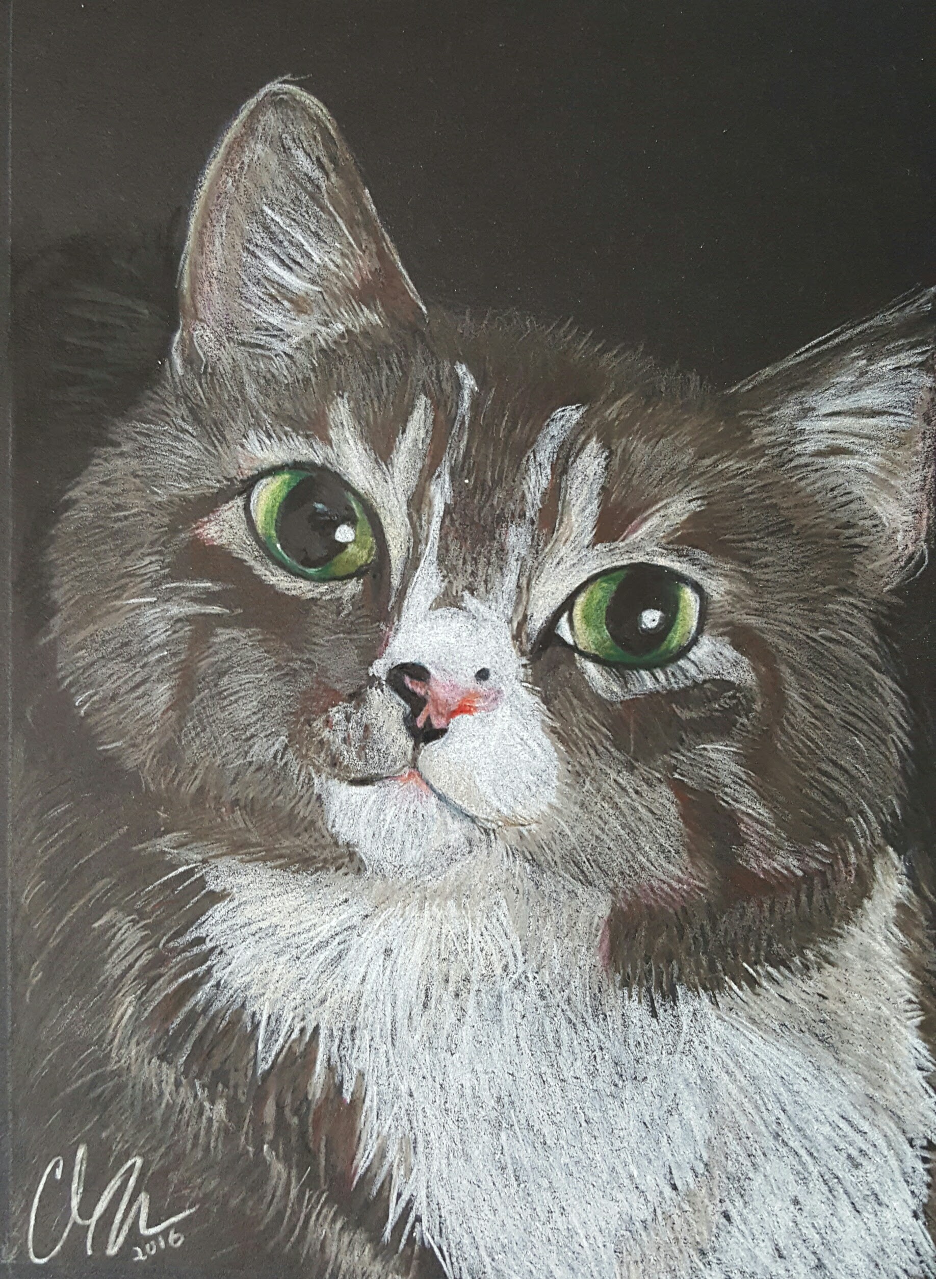 Purrrfect Colors